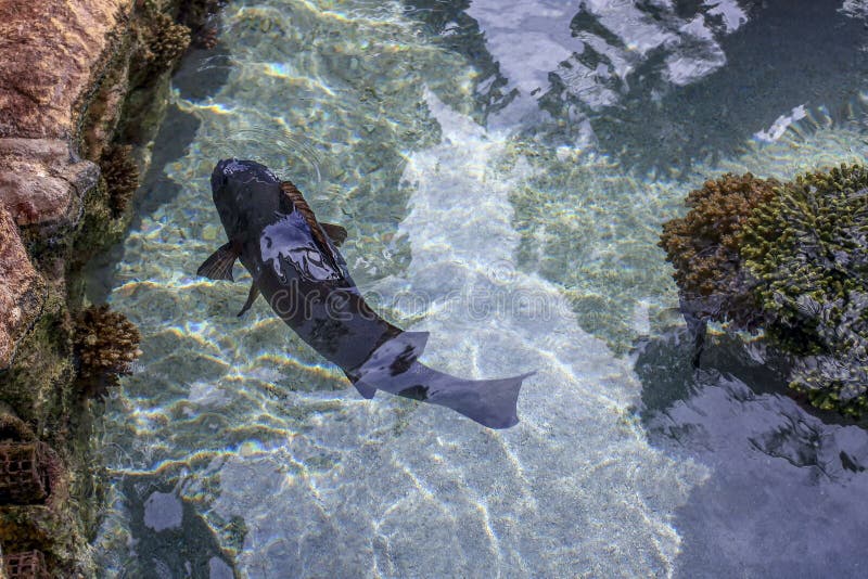 Los Pescados Negros En La Charca Foto de archivo - Imagen de limpio ...