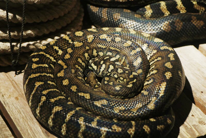 Los Pitonidae Comúnmente Conocidos Simplemente Como Pitones Imagen de ...