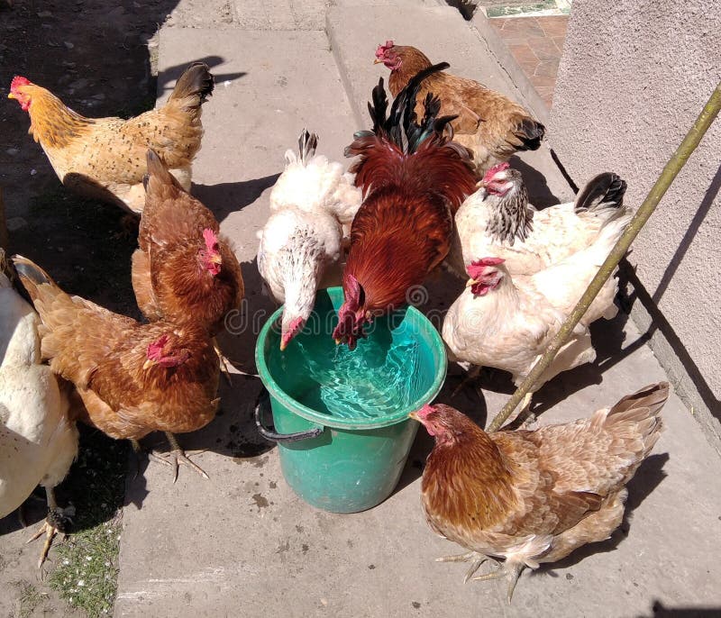 Los Pollos Beben Agua De Un Balde Verde. Muchos Pollos Beben Agua De Un ...