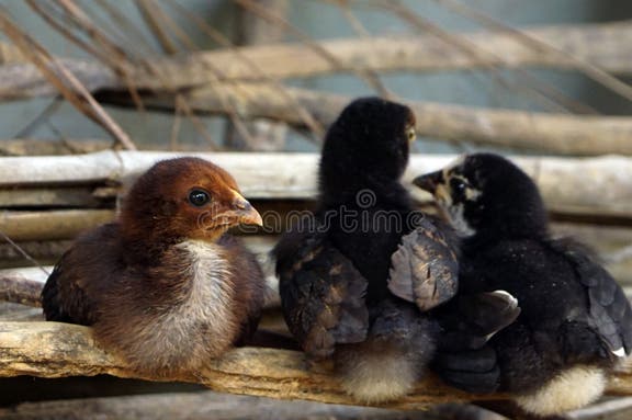 Los pollos lindos del bebé foto de archivo. Imagen de pollo - 101652182