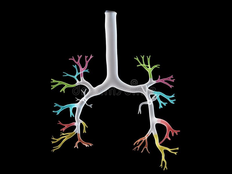 Bronquios stock de ilustración. Ilustración de respire - 5498744