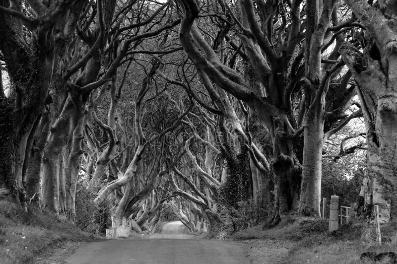 Los Setos De La Obscuridad - Monocromo Imagen de archivo - Imagen de ...