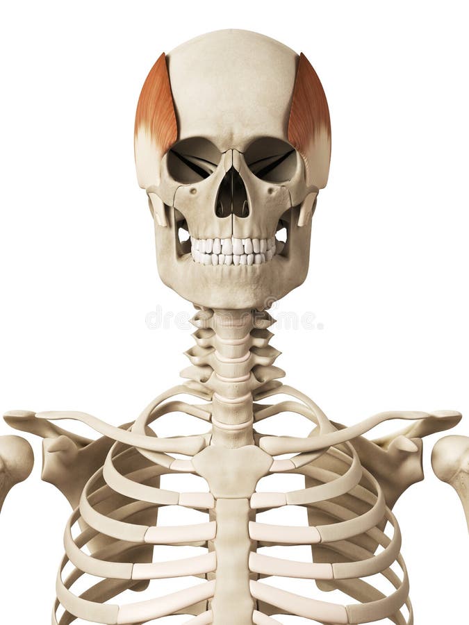 Los temporalis stock de ilustración. Ilustración de blanco - 45575988