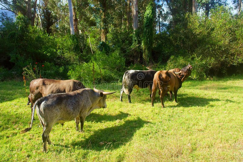 Los Toros De Nguni Del Africano Se Van Foto de archivo - Imagen de ...