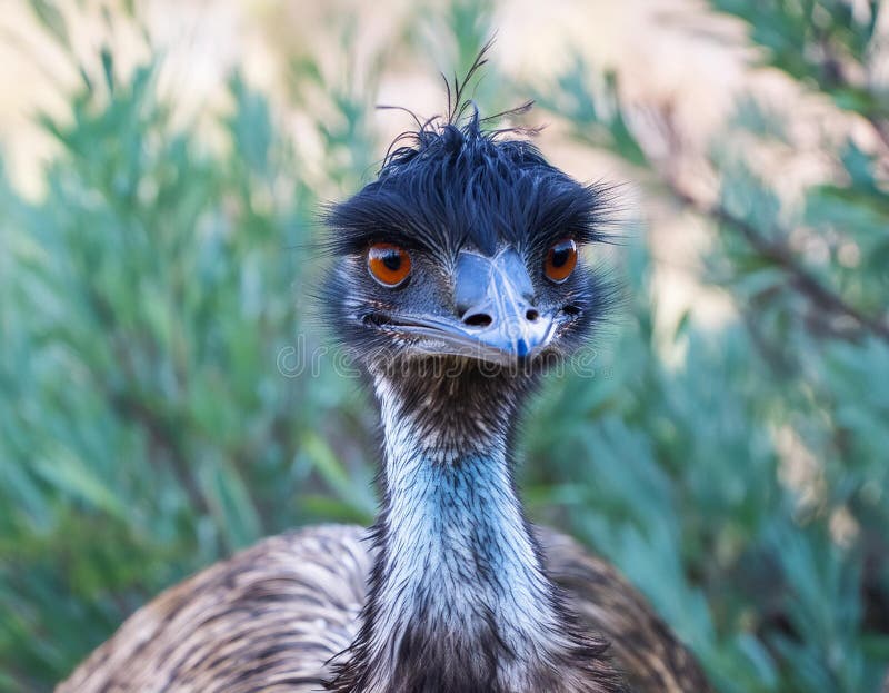 Lose-up of an Emu in Natural Habitat Looking Amused Stock Illustration ...