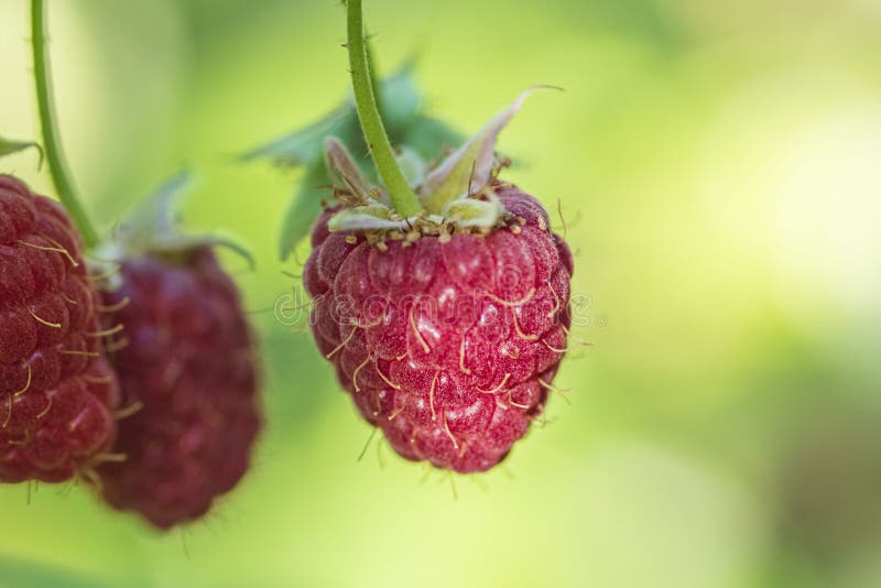 Lose-up of the Ripe Raspberry in the Fruit Garden,ripe Raspberry.Red ...
