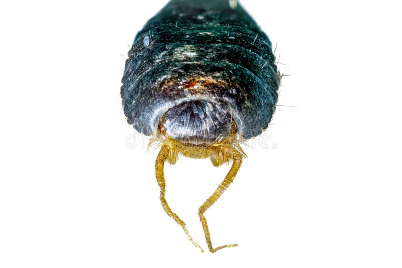 Lose up of a silver fish stock photo. Image of disgusting - 248652960