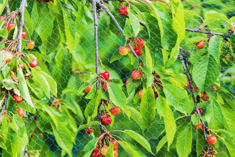 ?lose-up View of a Cherry Tree Covered with a Bird Net in the Garden ...