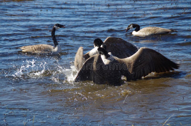 Geese fighting stock photo. Image of courtyard, group - 62894796