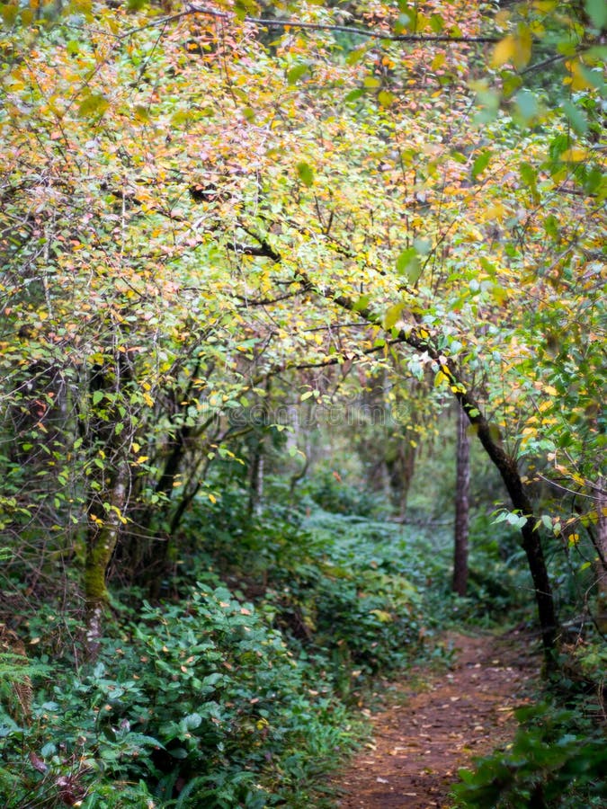 Trees in Autumn Arching Over a Trail in the Forest Stock Photo - Image ...