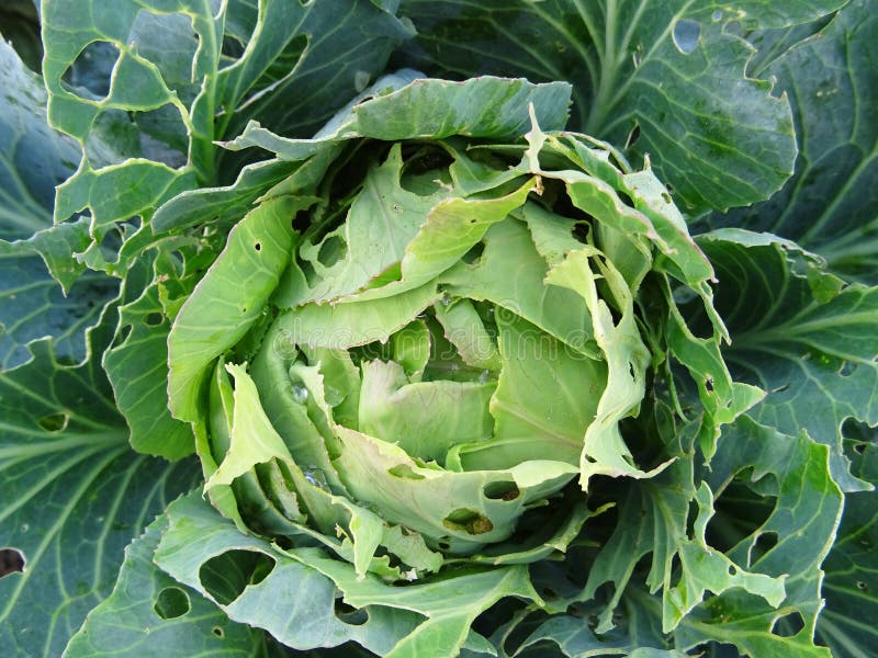 Loss of Cabbage Crop, Plants Damaged by Caterpillars Stock Photo ...