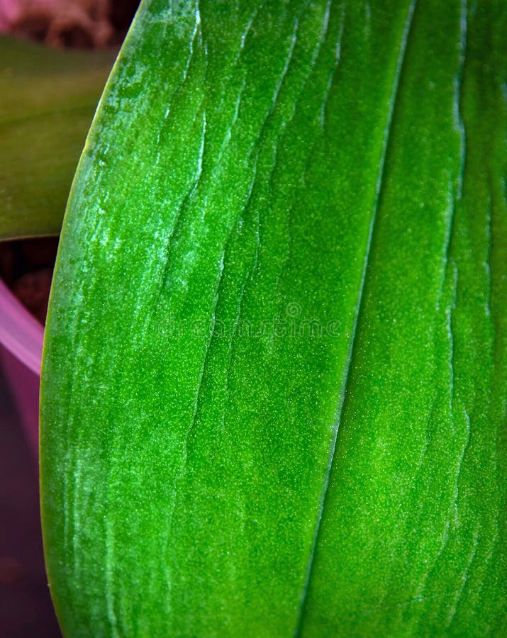 Loss of Foliage Turgor in an Orchid, Wrinkled Leaf Stock Image - Image ...