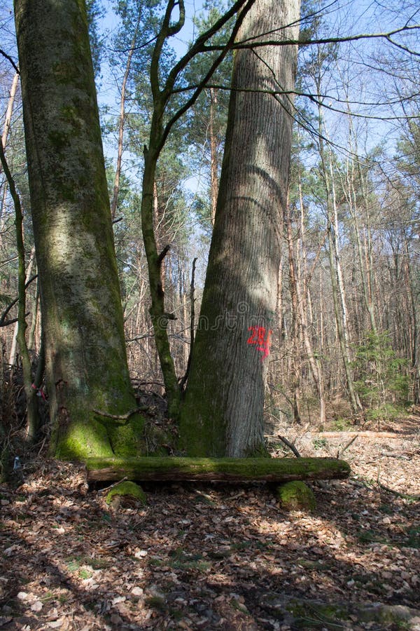 Bank under a double tree stock image. Image of nature - 113323117
