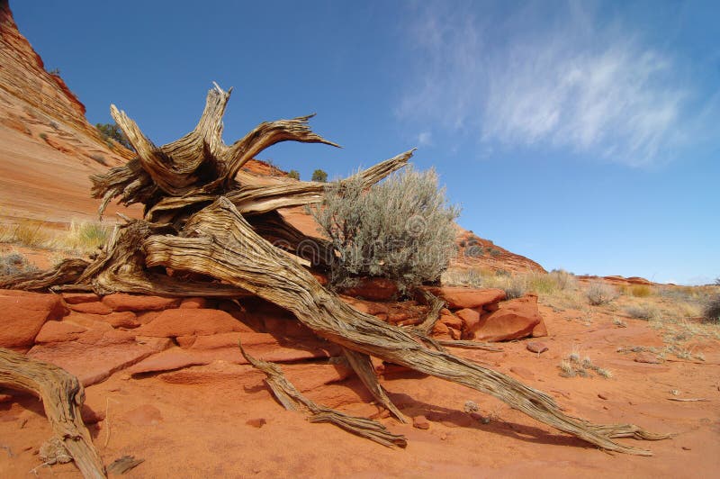 Fallen cedar trees stock image. Image of texas, bark - 78590771