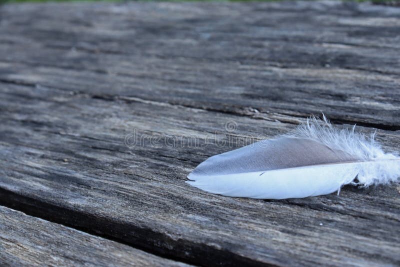 126 Lost Found Bird Stock Photos - Free & Royalty-Free Stock Photos ...