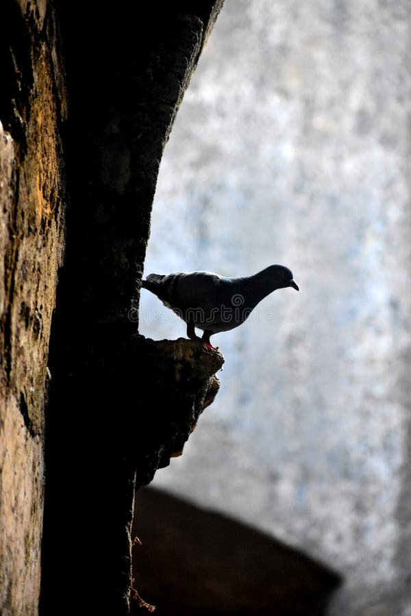 A Lost Bird in His Own World Stock Image - Image of lost, bird: 176321785