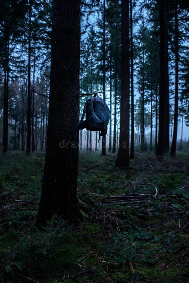 Lost Black Backpack Hanging in Tree in Forest. Stock Photo - Image of ...