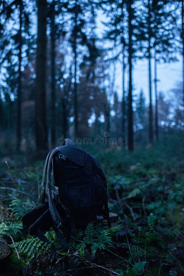 Lost Black Backpack on Tree Stump in Forest. Stock Image - Image of ...