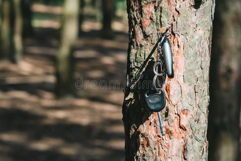 Lost Car Keys Hanging on a Tree Stock Image - Image of universal, step ...