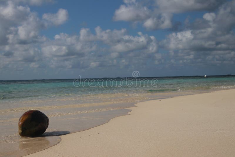 Lost coconut stock photo. Image of lost, ncrystal, clear - 173250938