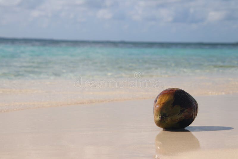 Lost coconut stock photo. Image of lost, beachnsea, ncrystal - 173250966