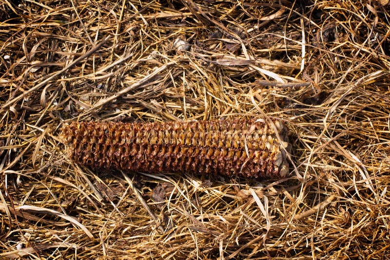 Lost Corn Cobb Missing it`s Kernels Stock Photo - Image of morning ...