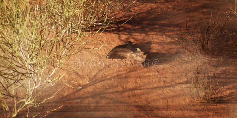 Lost Cowboy Boot in Desolate Desert Landscape. Stock Photo - Image of ...