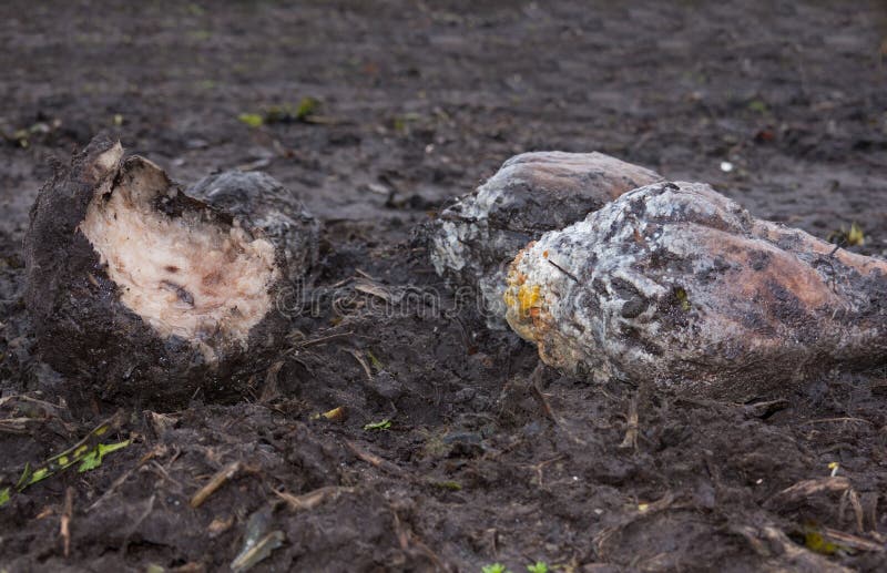 Rotting Sugarbeets on Field Stock Image - Image of industry, arable ...