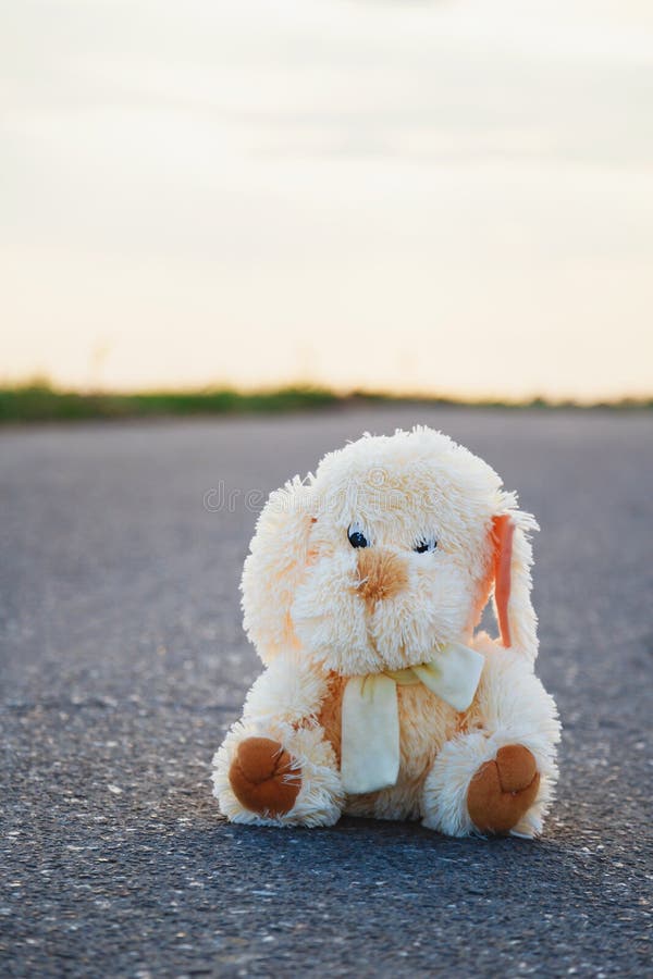 Lost Dog Toy Sitting Alone on the Asphalt Road Stock Photo - Image of ...