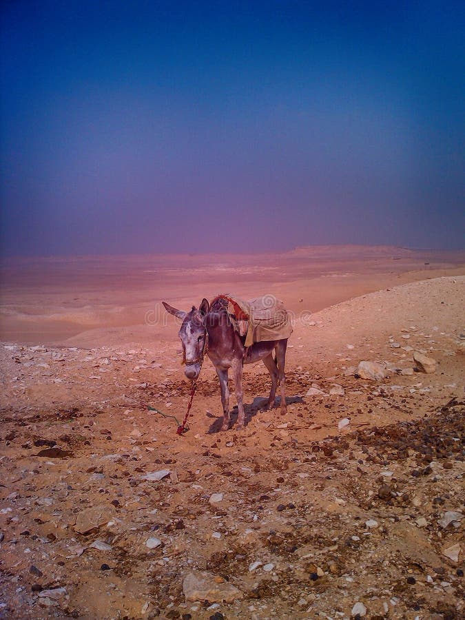 Lost Donkey in Egypt stock image. Image of landscape - 108350481
