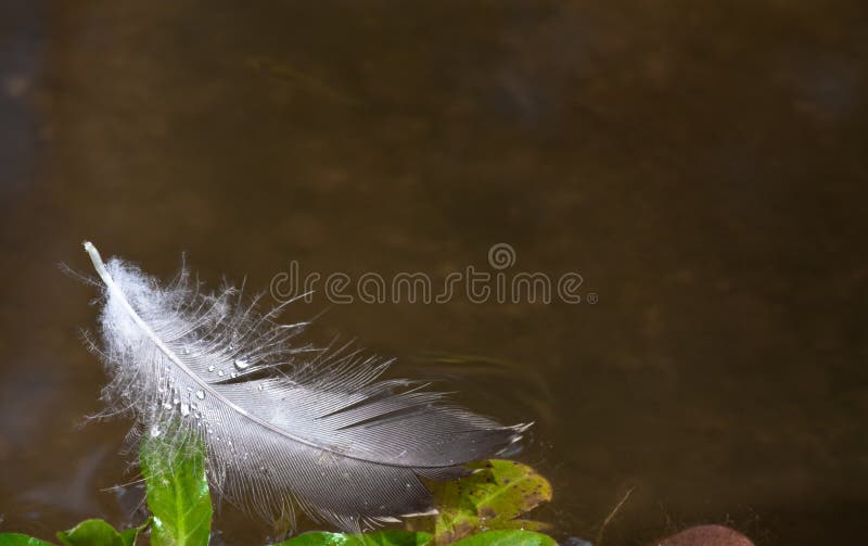 Lost feather 2 stock photo. Image of fresh, green, pond - 12156412