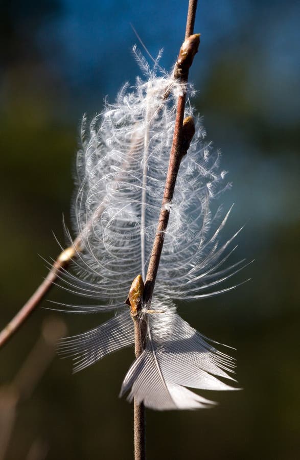 The lost feather stock photo. Image of details, spring - 2189250