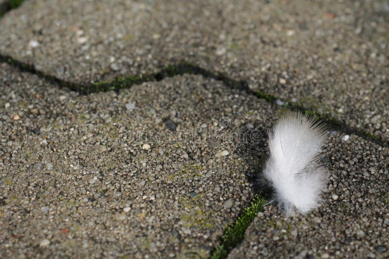 Lost feather stock image. Image of lost, white, abandon - 100273307