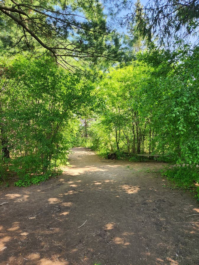 Lost in the Forest stock image. Image of trail, deciduous - 279405699