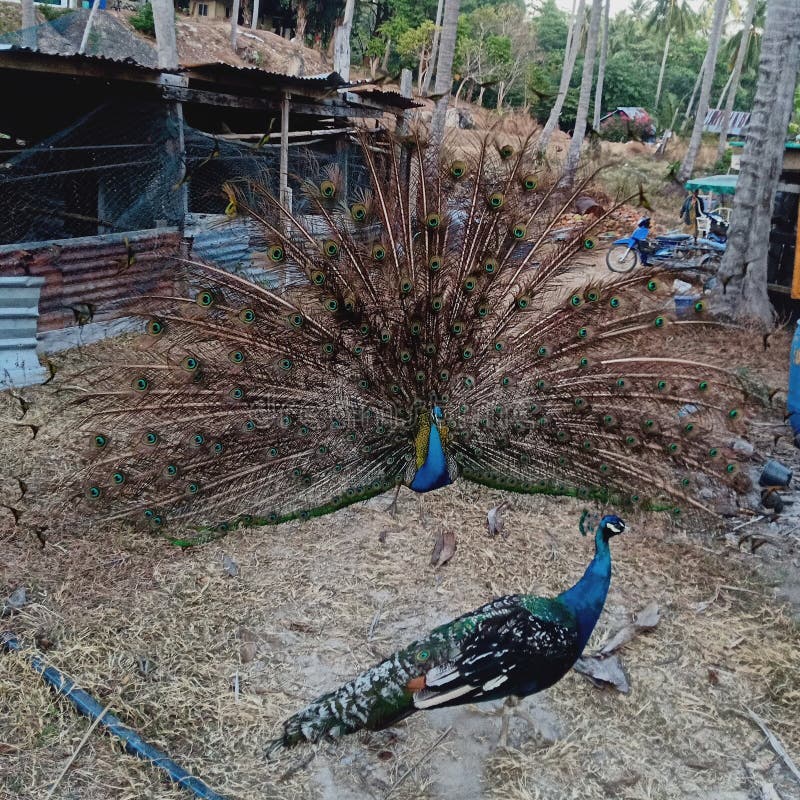 Lost in the forest stock photo. Image of lost, traveling - 263500432