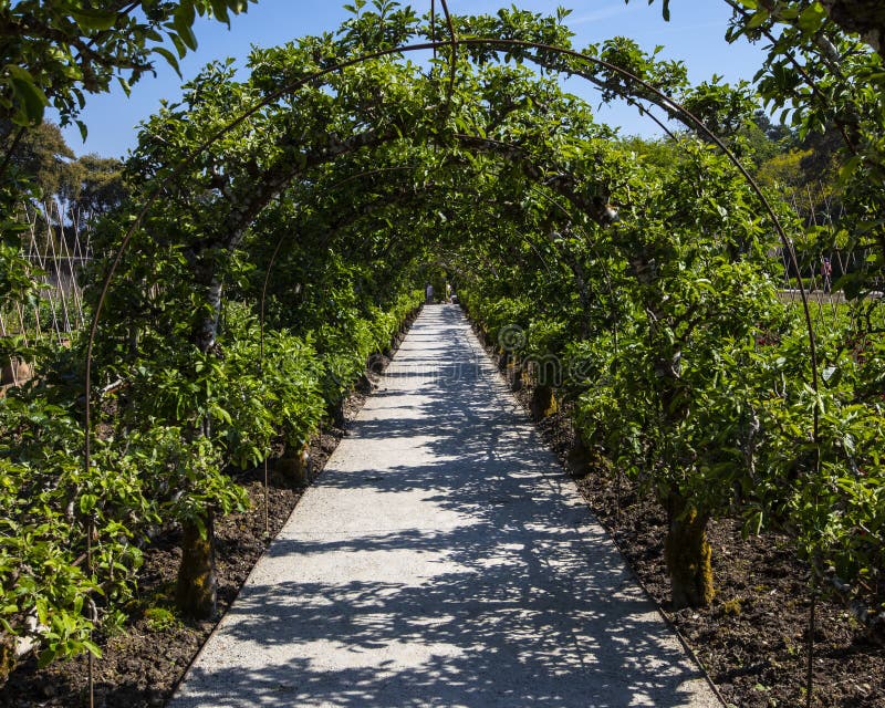 The Lost Gardens of Heligan in Cornwall, UK Stock Image - Image of ...