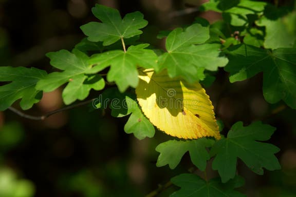 Lost in green stock image. Image of background, detail - 971471