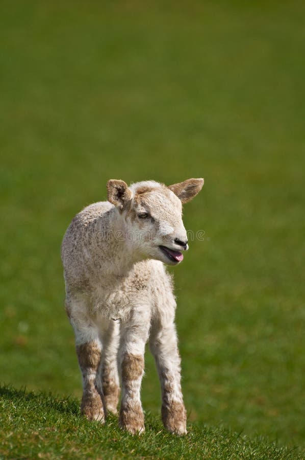 Lost Lamb stock image. Image of arable, sheep, field - 18992685