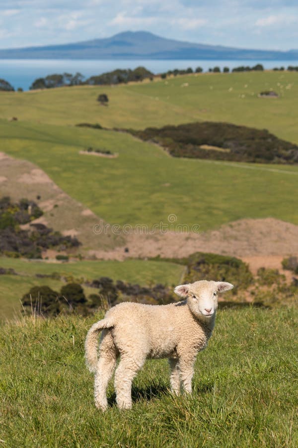 Lost sheep stock image. Image of countryside, horizontal - 15564127