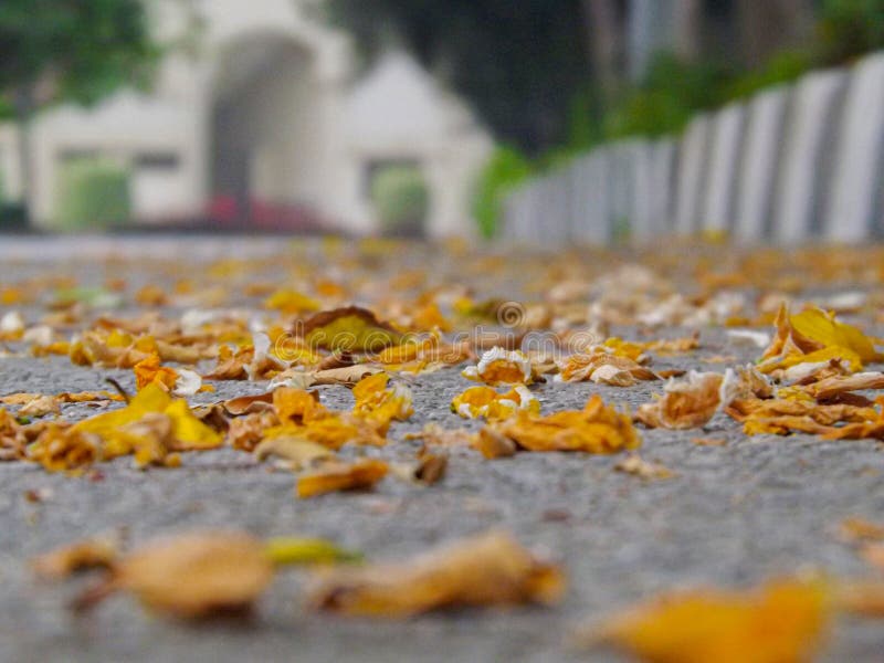 Autom stock image. Image of sunlight, asphalt, food - 255526095