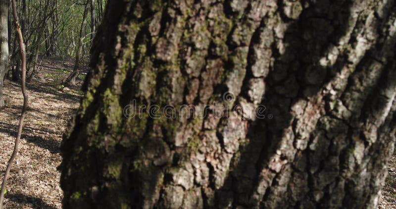 Lost Man Walking Inside Deep Forest and Trying To Find the the Right ...