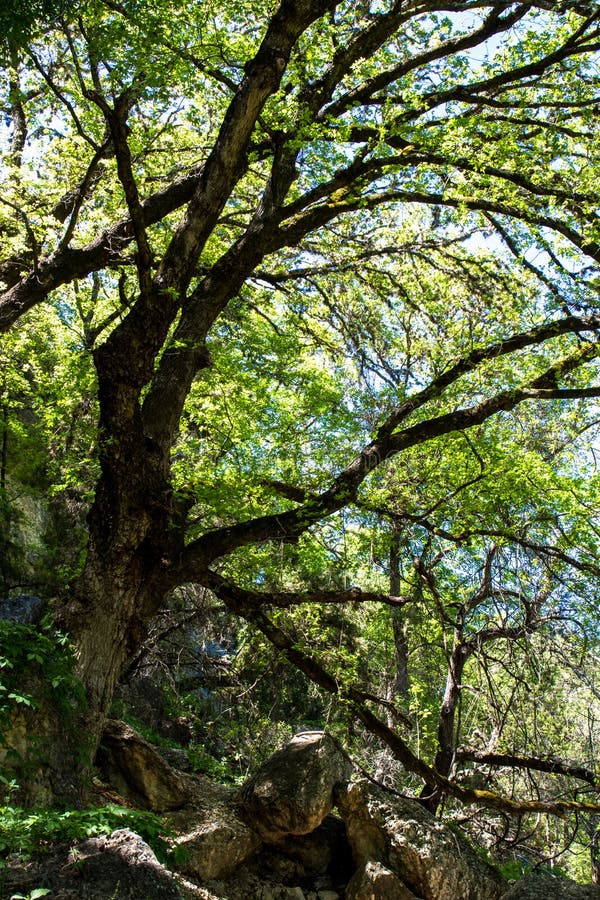 Lost Maples State Natural Area Stock Photos - Free & Royalty-Free Stock ...