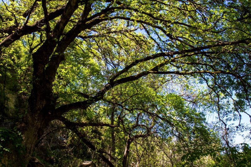 Lost Maples State Natural Area in Texas Stock Photo - Image of america ...