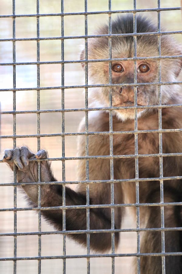 Monkey stock image. Image of austin, monkey, lost, animal - 135025257