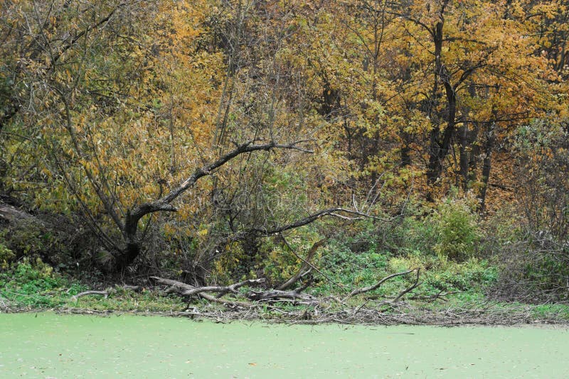 Autumn Morass stock image. Image of backwoods, nature - 53440173