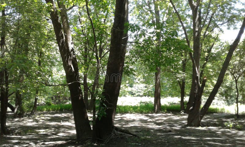 Lost in nature stock photo. Image of trails, trees, lost - 147366170