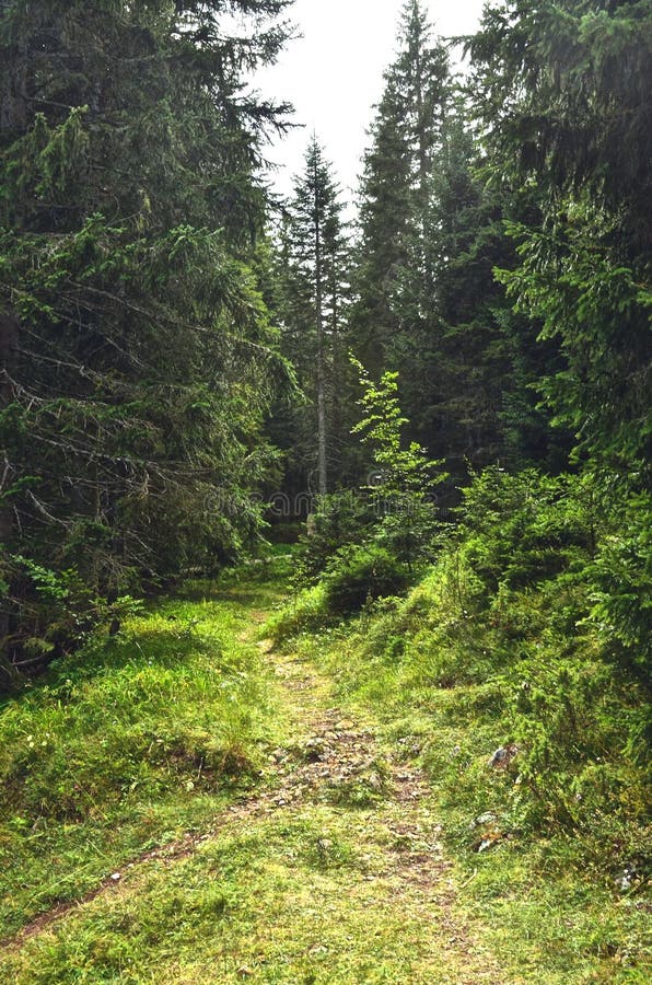 The Lost Path in Coniferous Forest Stock Image - Image of lost ...