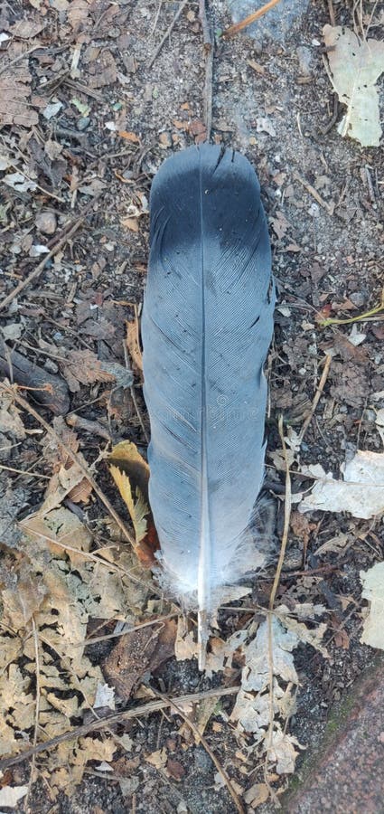 Lost pigeon feather stock photo. Image of lost, feather - 259305952