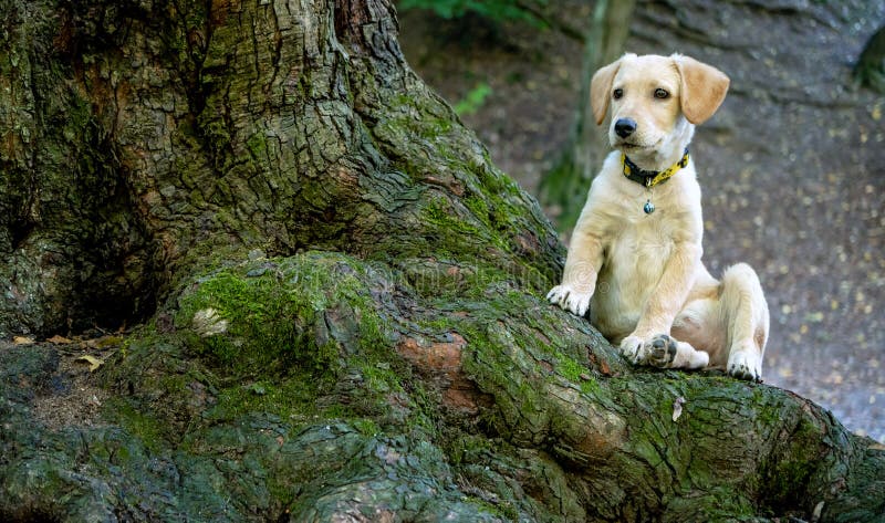 Lost Puppy of a Mix of Retriever Labrador Lying in the Woods. Stock ...