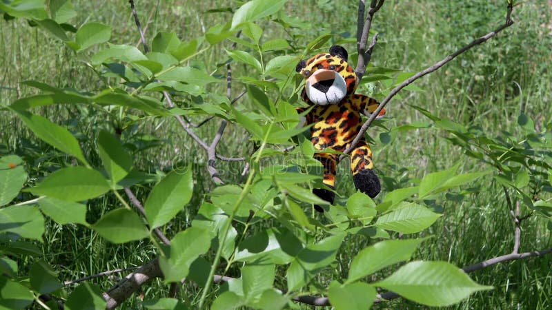 Lost Soft Toy Tiger in Tree Branches in a Deciduous Forest in Rays of ...